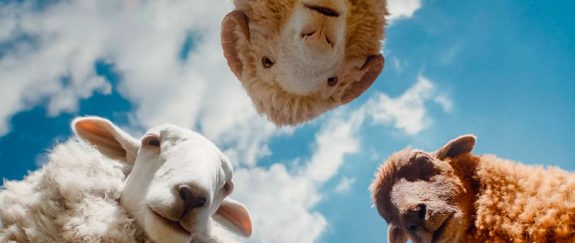 The Sheep Detectives Showtimes & Tickets | Royal Cinemas Sutton Coldfield
